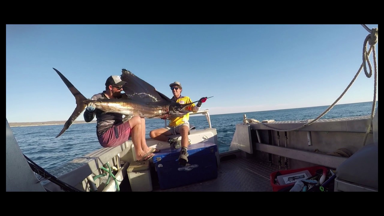 Sailfish on Halco SLIDOG 150 stickbait - YouTube