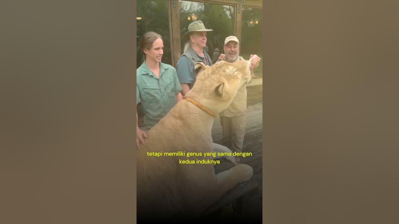 Singa Dan Harimau Bisa Kawin Silang Youtube