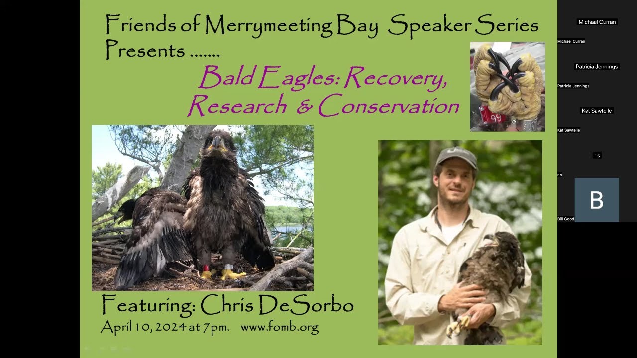 Bald Eagles: Recovery, Research & Conservation - YouTube