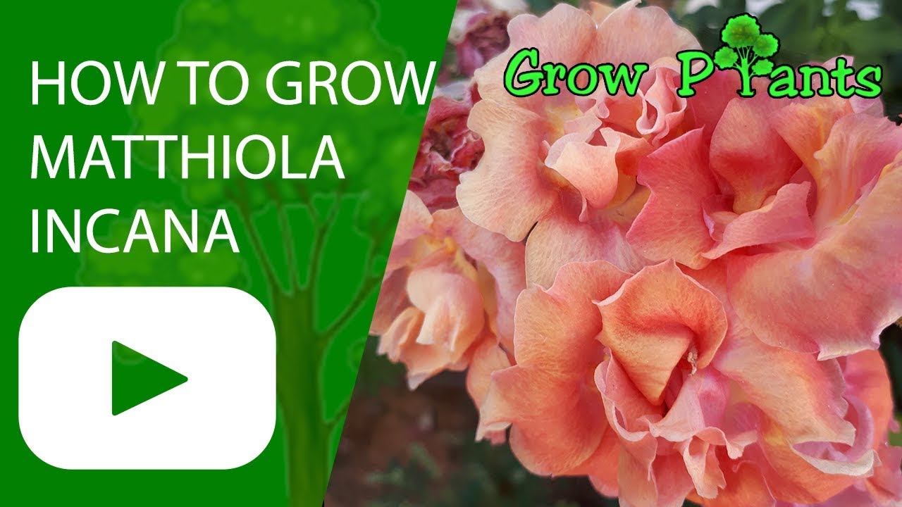 How to grow Matthiola incana - YouTube