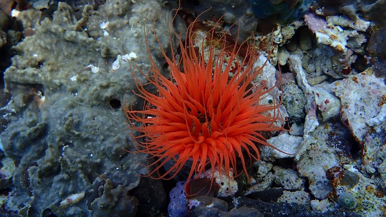 Snorkeling at Ternate - Alor Archipelago (East Nusa Tenggara, Indonesia ...