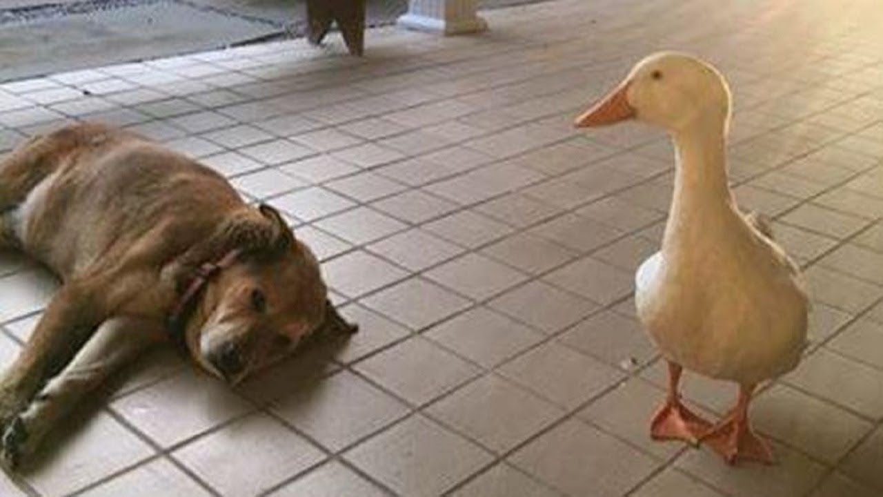 Friendly Duck Appears Out Of Nowhere To Cheer Up A Heartbroken Dog ...