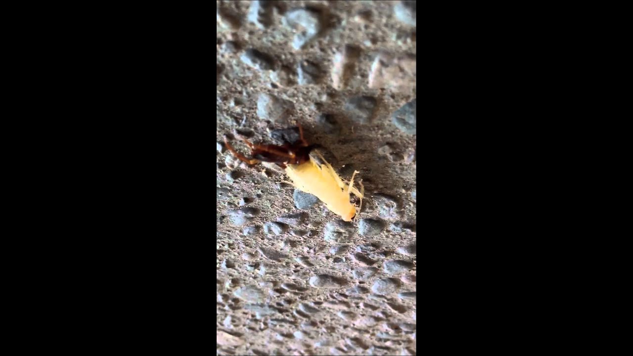 ¿Cucaracha cambiando de piel? - YouTube