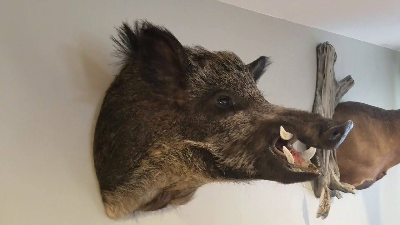 Boar mount !! - YouTube