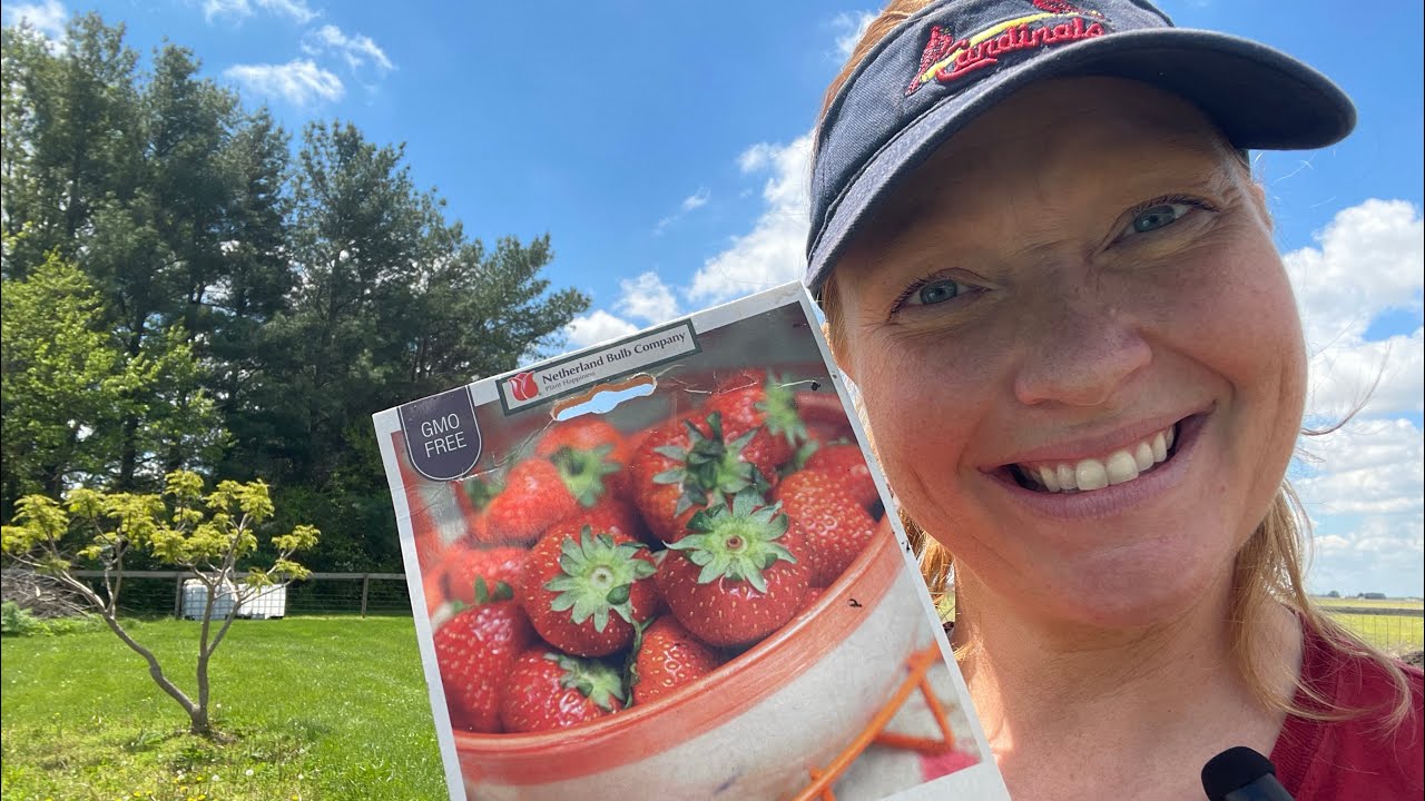 Planting Surecrop Strawberries in a Raised Bed: Will They Survive? 🍓 ...