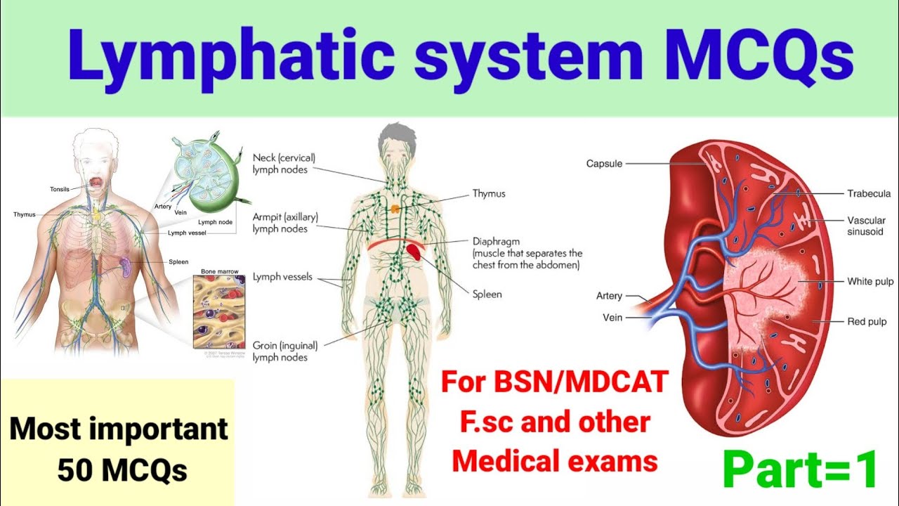Lymphatic system MCQs/CHP=9/ Part=1/50=MCQs #lymphaticsystemmcqs # ...