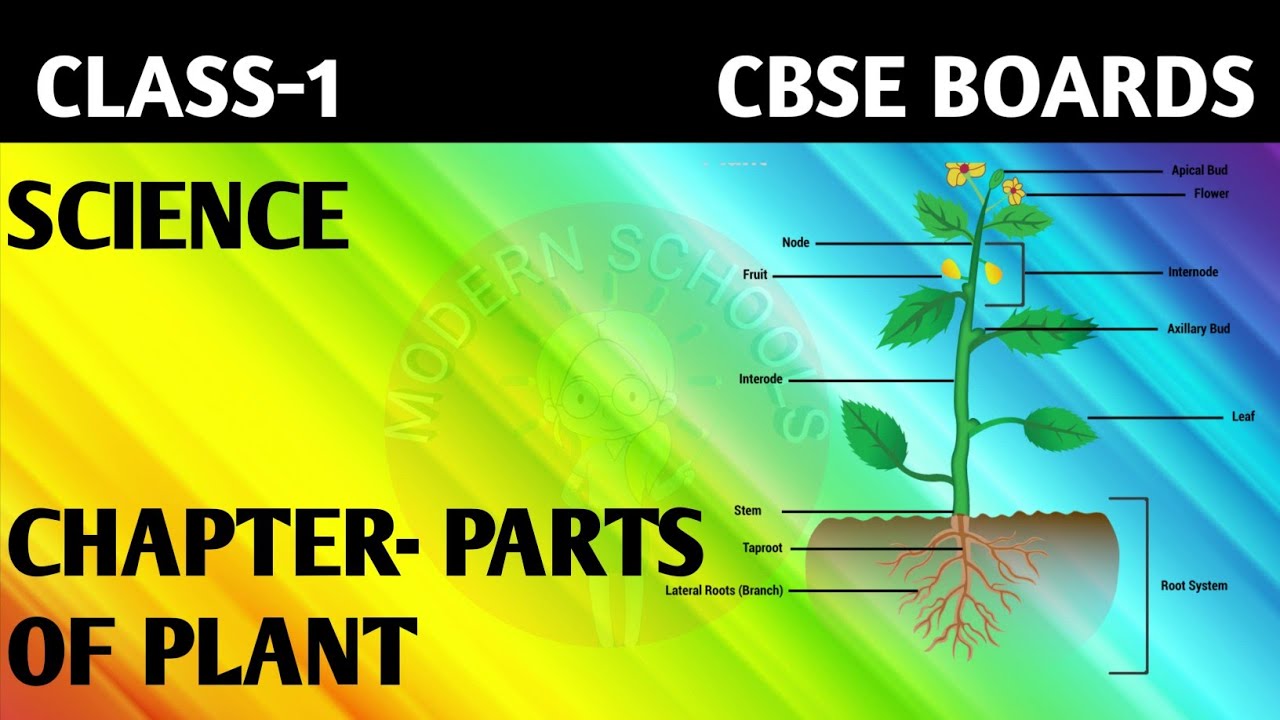 plant parts and their functions | class1 science || parts of plant | # ...
