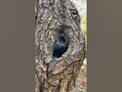 Spider web hole - YouTube