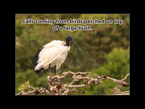 African Sacred Ibis calls - YouTube