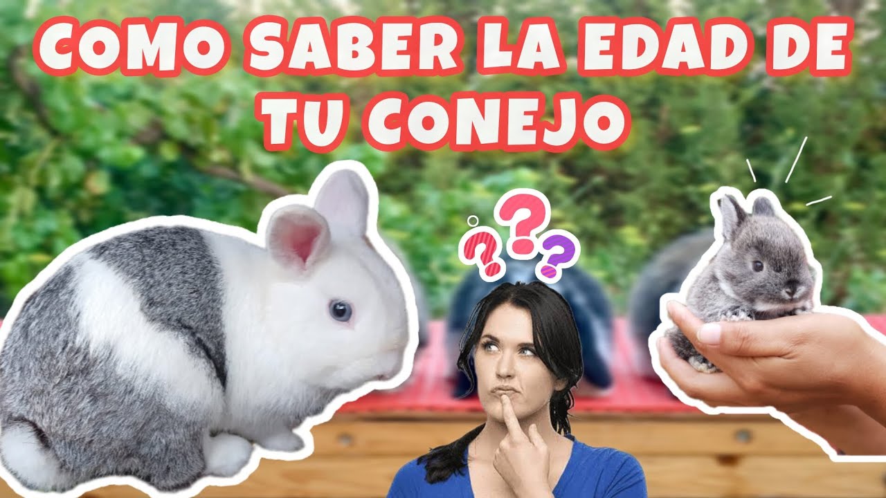 COMO SABER LA EDAD DE LOS CONEJOS muy facil y Rápido 👌🐇 - YouTube