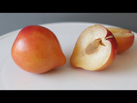How To Grow A Lemon Plum Tree