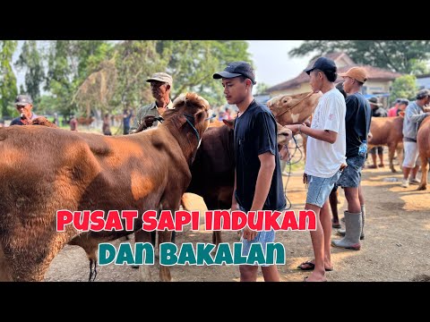 Pasar legi ngawi tempat beli bakalan joss harga murah