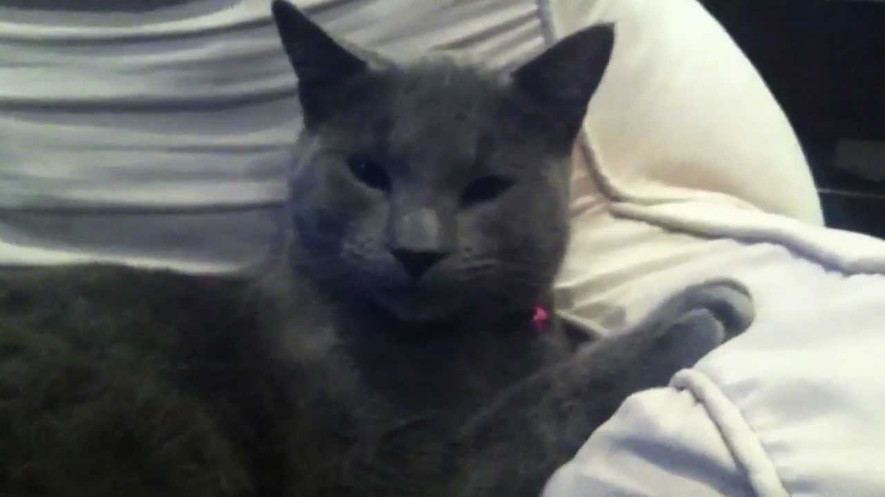 Frank the cat - YouTube