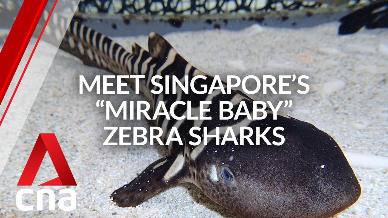 Baby Zebra Shark