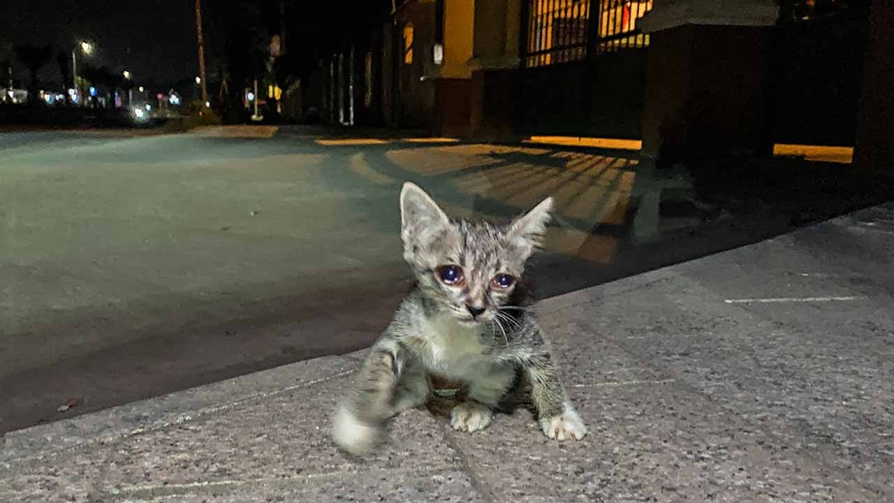 Poor kitten abandoned at school, panicked for help, a man gave the ...