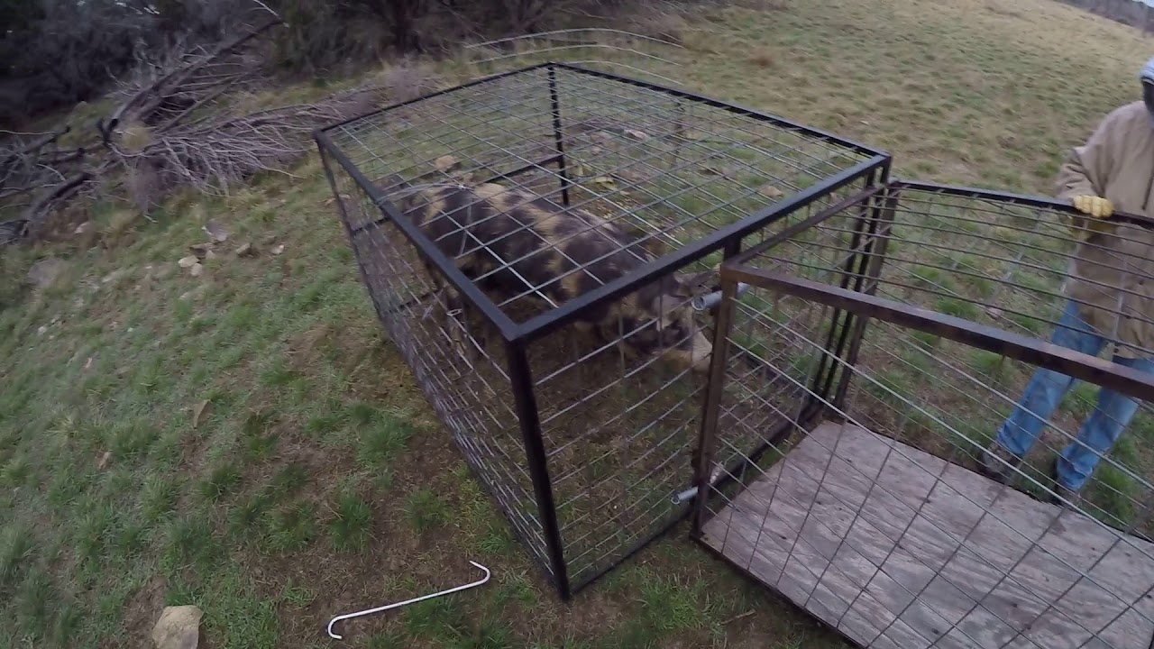 Big Texas Boar 2018 - YouTube