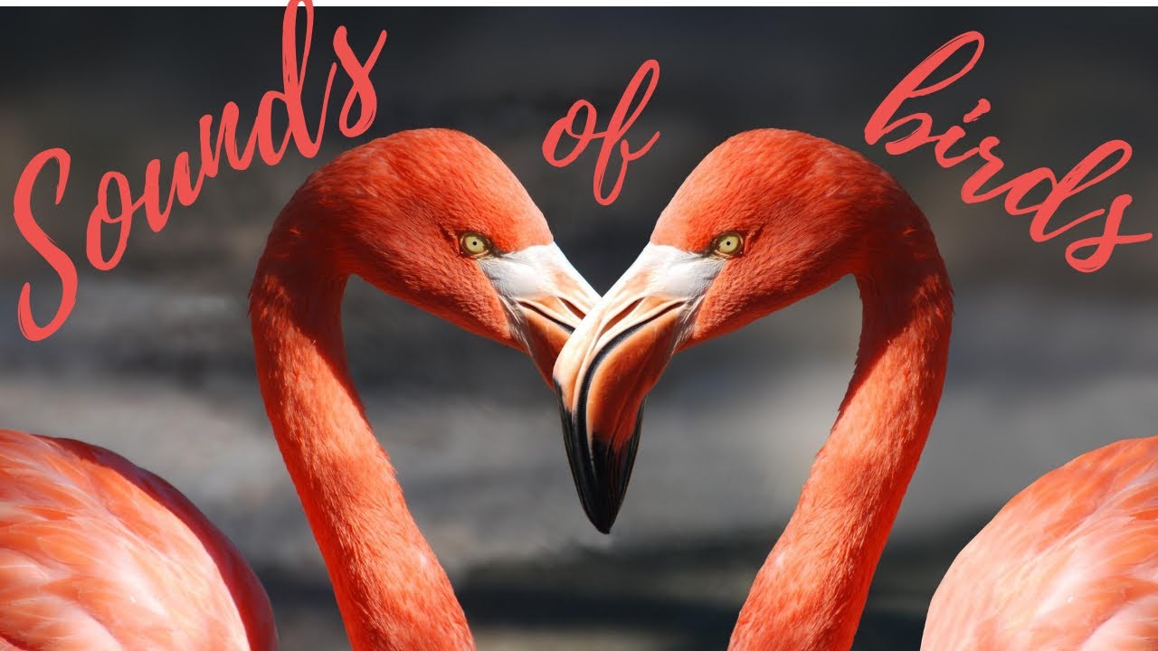 Soothing music and wonderful singing of birds | Meditation, relaxation ...