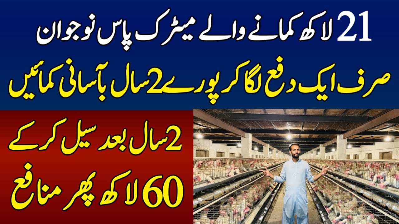 How To Start Layer Farming In Pakistan - YouTube