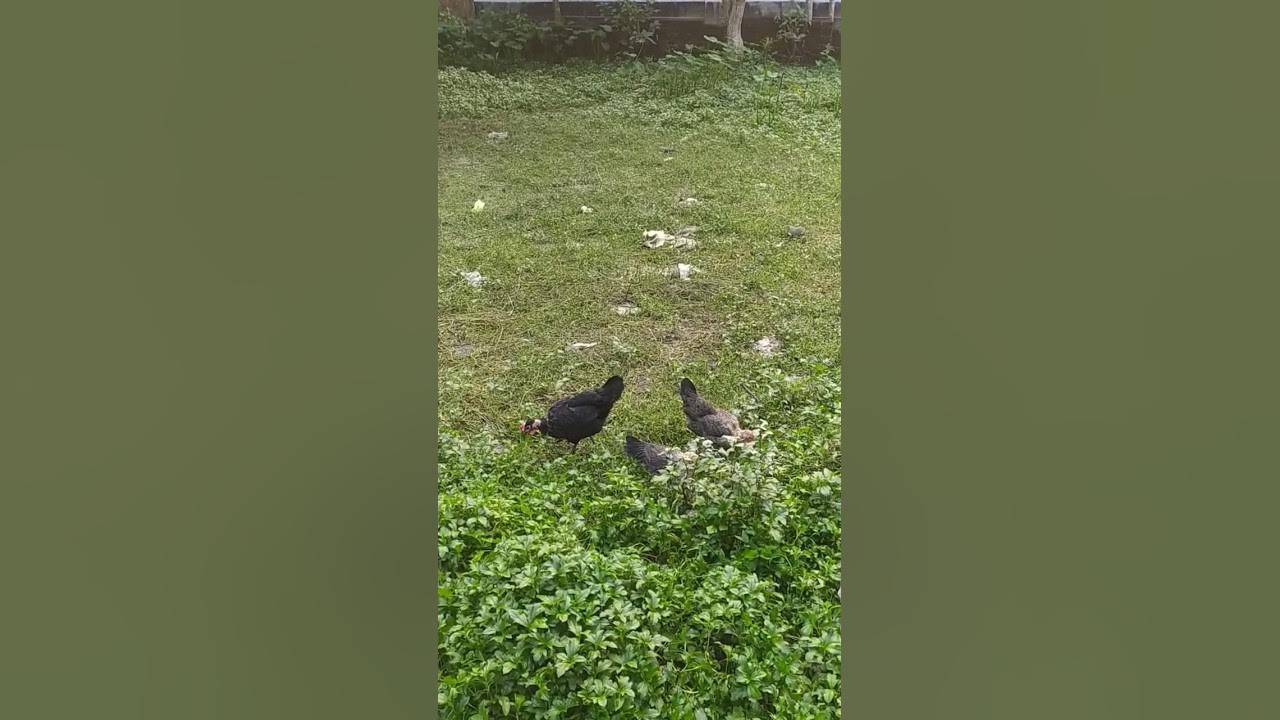 মুরগি গুলে পাতা ঘাস খাচ্ছে Viralvideo Chicken Viral Shorts Reels