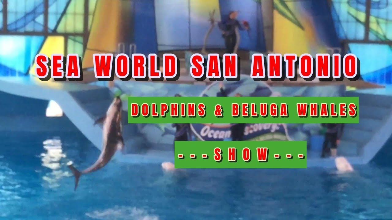 SEA WORLD SAN ANTONIO | Dolphins & Beluga Whales Show - YouTube