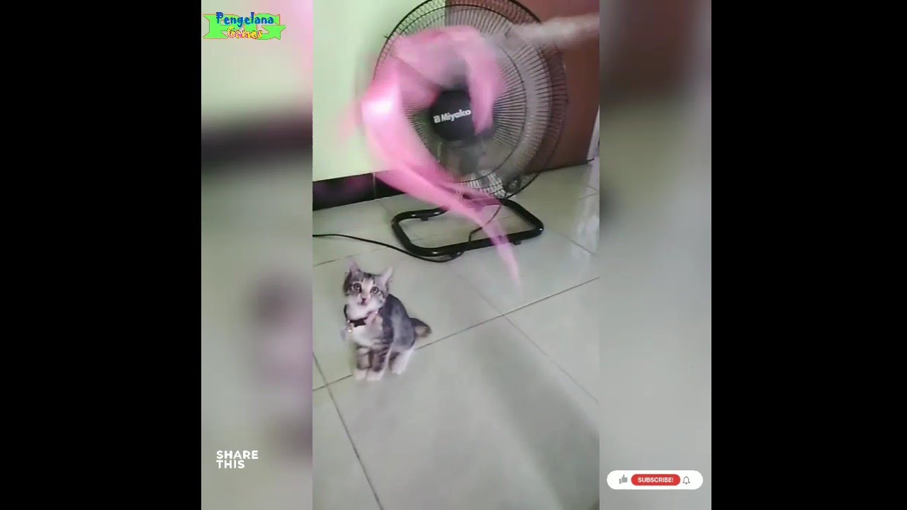 Video kucing lucu 😂 || Main sama kucing kecil Lucu - YouTube