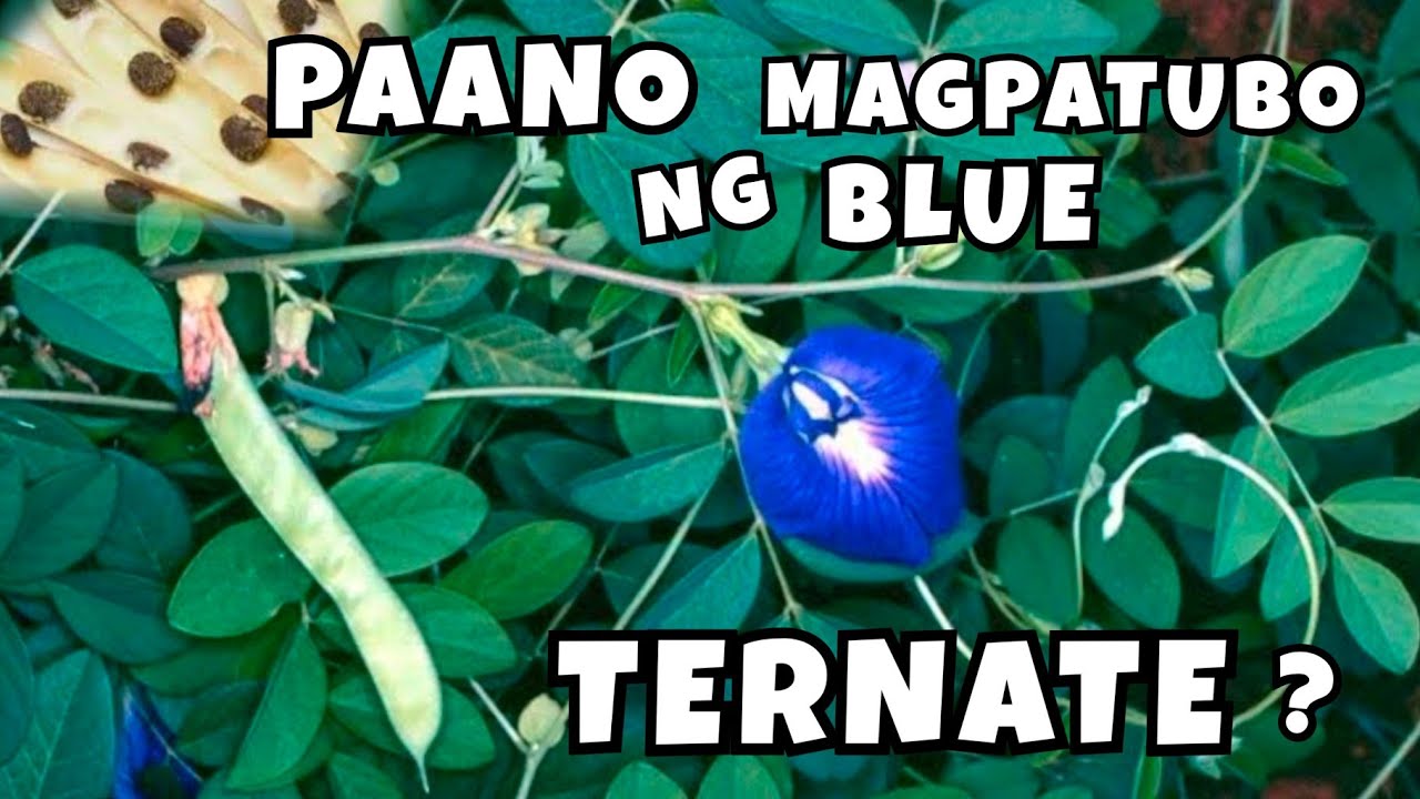 HOW TO PROPAGATE BLUE TERNATE PLANTS THAT LOTS OF MEDICINAL BENEFITS ...