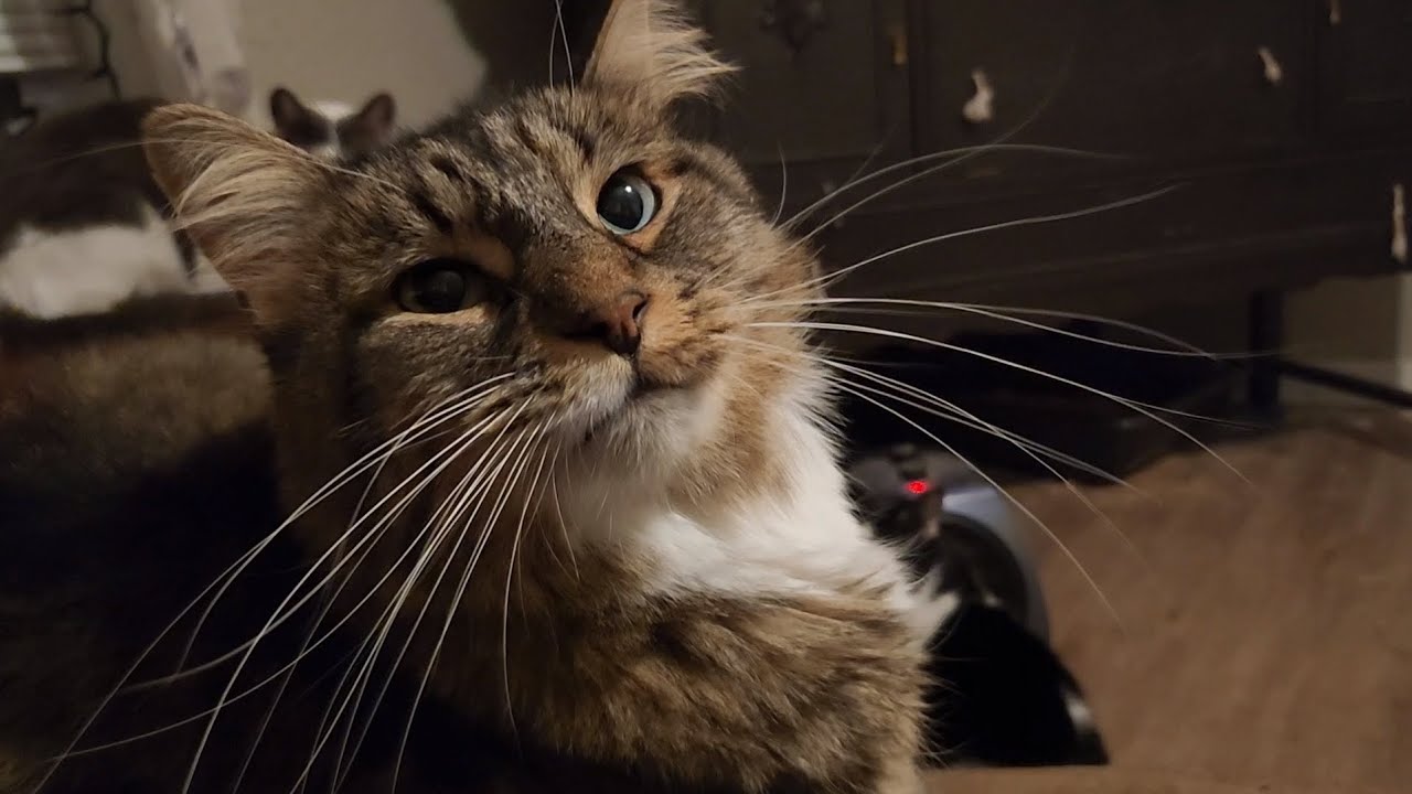 A Beautiful Morning With Beautiful Cats | Life With 18 Cats - YouTube