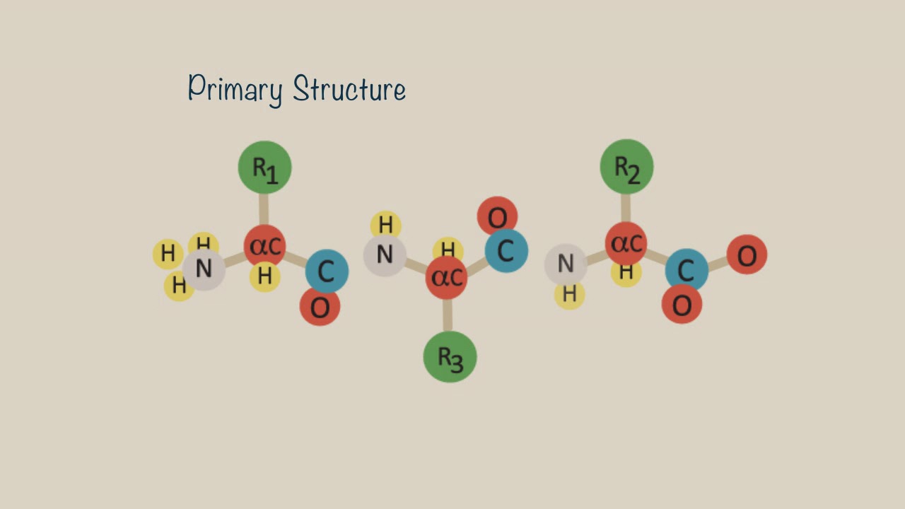 Protein Structure - YouTube