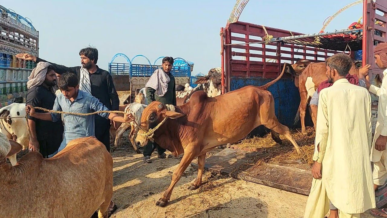 Heavy Speed Bull Unloading // Msa cattle life - YouTube
