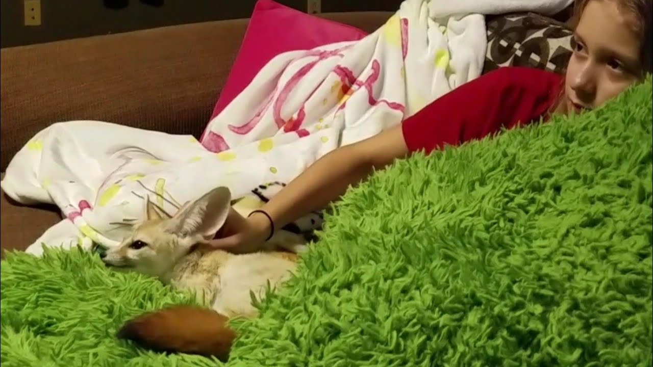 Movie Night with a Fennec Fox (EAR SCRATCHES REQUIRED) - YouTube