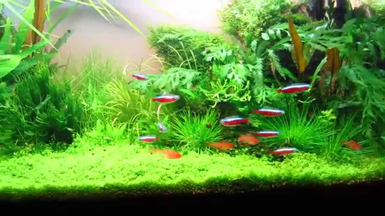 acvariu plantat mai 2011 full HD - YouTube