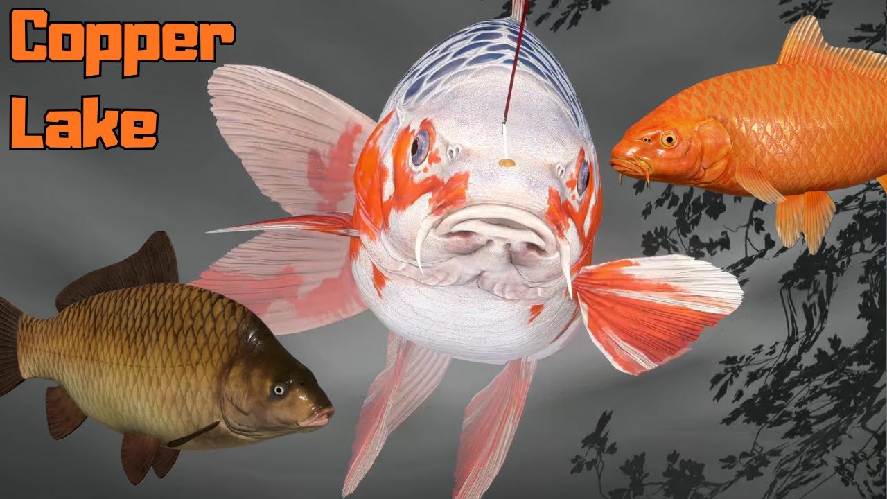 KOI CARP COPPER LAKE (135) | Russian Fishing 4 RF4 - YouTube