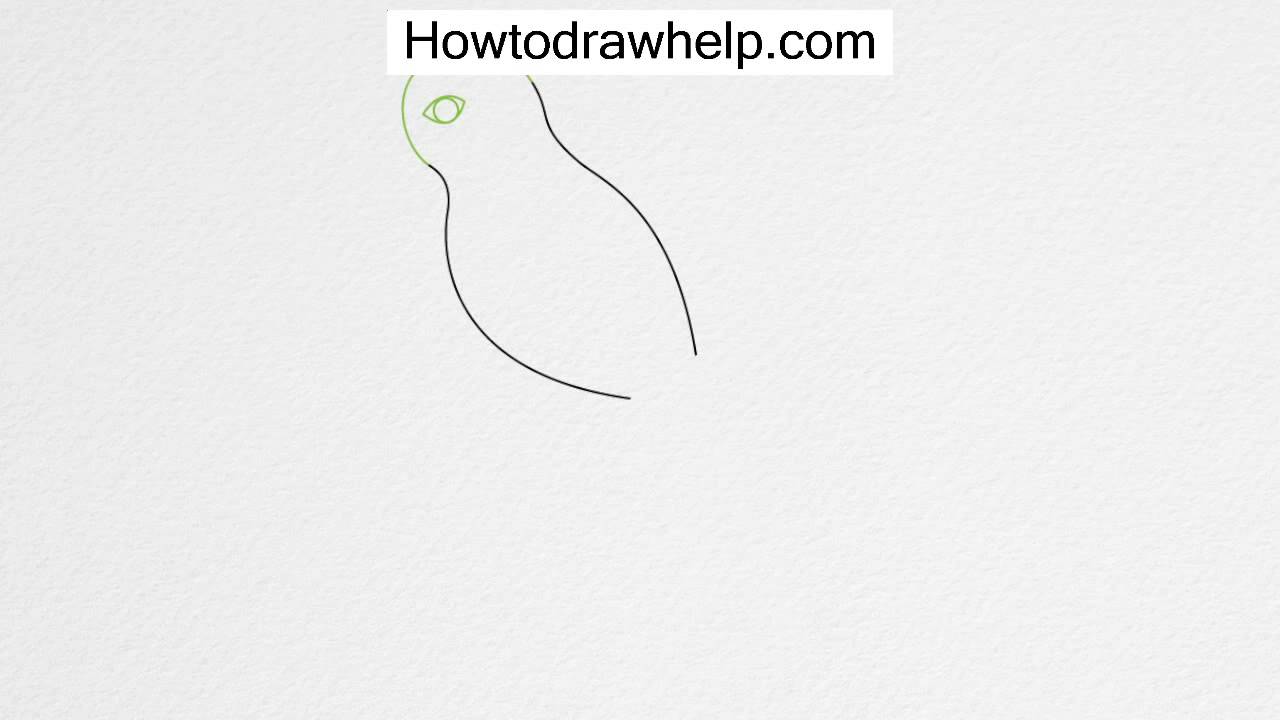 How to draw a PARROT step by step for kids - YouTube