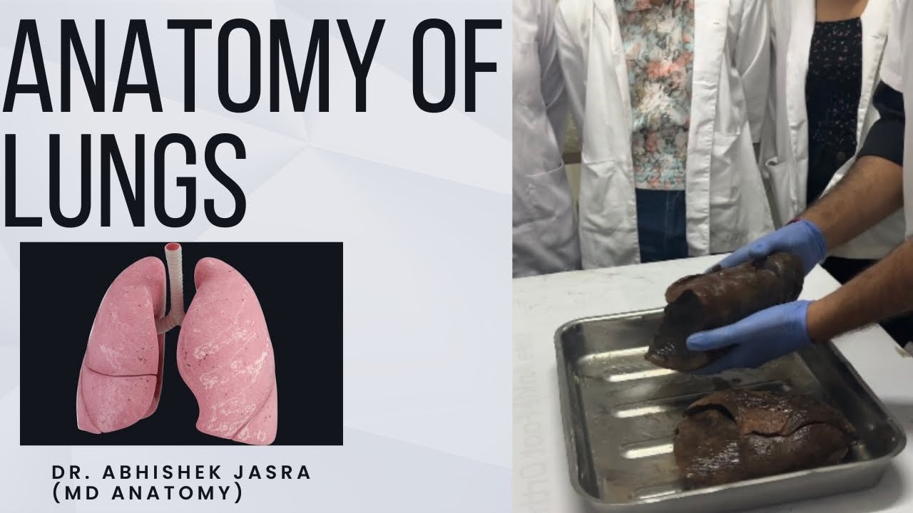 DISSECTION of LUNGS , FISSURES, LOBES, BORDERS & SURFACES - YouTube