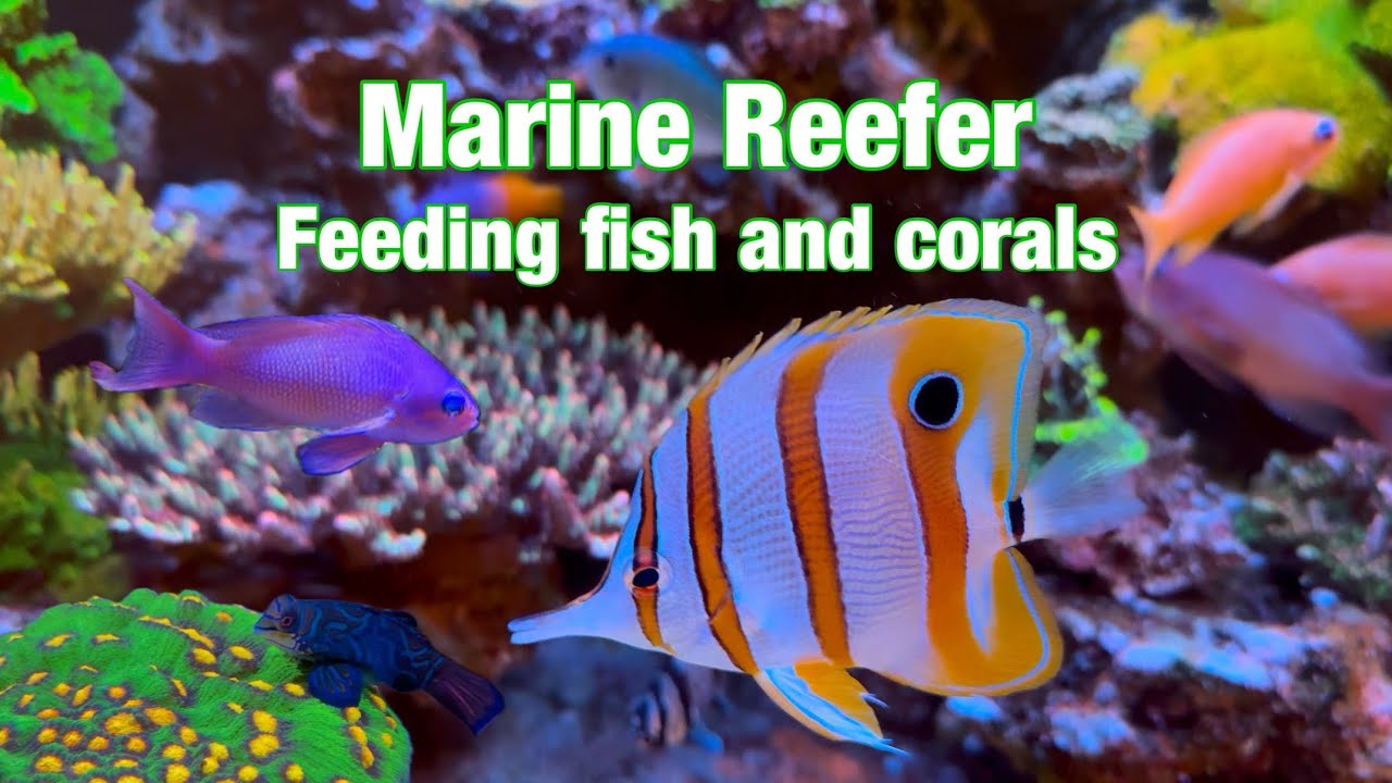 Feeding saltwater fish and corals in a Red Sea Reefer @MarineReefer1664 ...