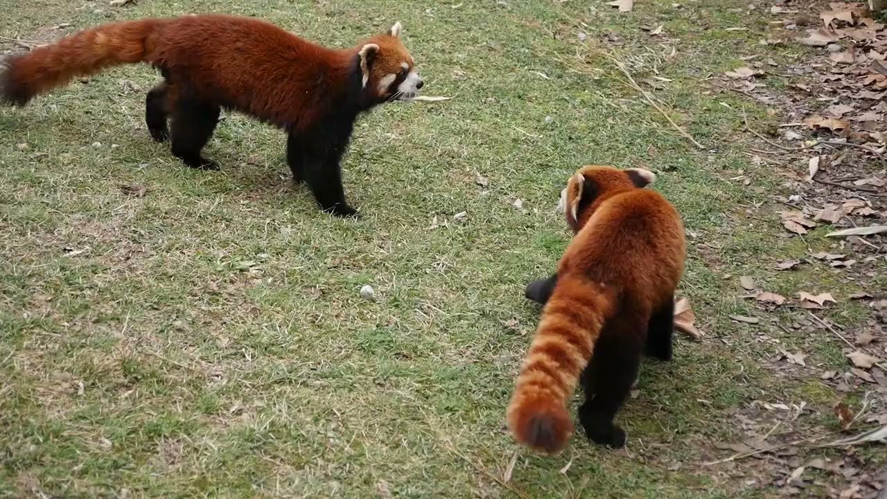Voice of Red Panda - YouTube