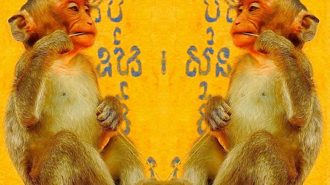 Young monkeys sit and bite small trees - YouTube