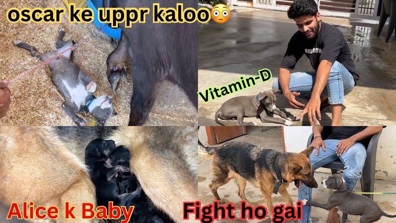 Oscar Bad Gya Kaloo Ke Room Me😳…Fir Jo Hua Dekho - YouTube