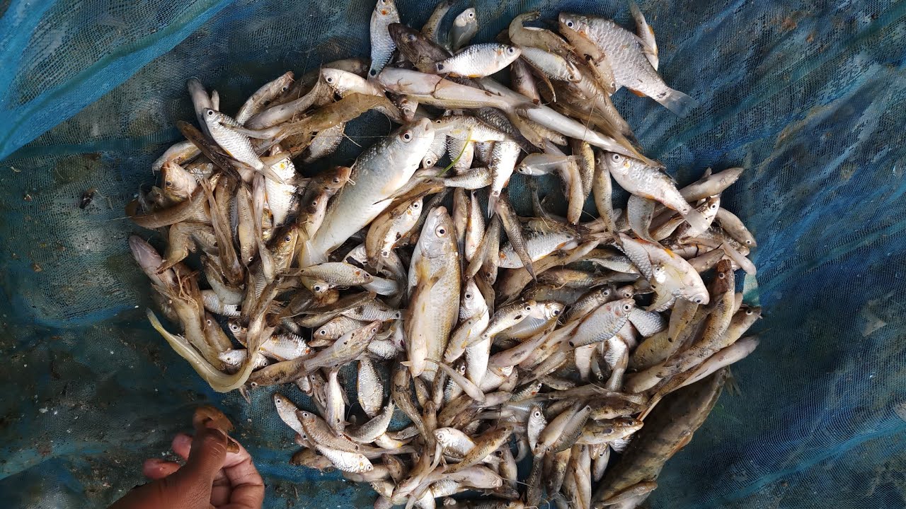 Old tradition of catching fish 🐟🐟 - YouTube
