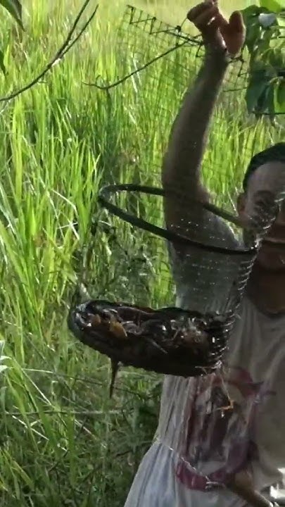 sarang lembat di balik semak yang rimbun - YouTube