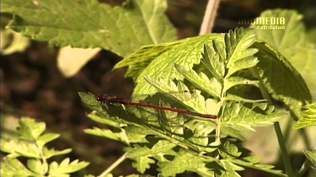 Acanta - Colors Lights Moods - The Pond - YouTube