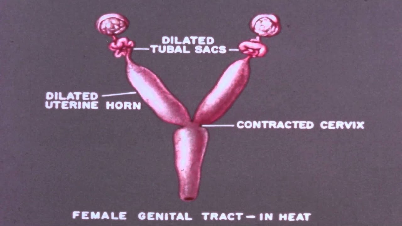 Physiology of reproduction in the rat. (1954) - YouTube