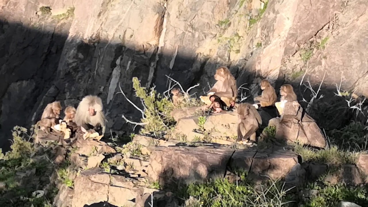 monkeys at al hada - YouTube