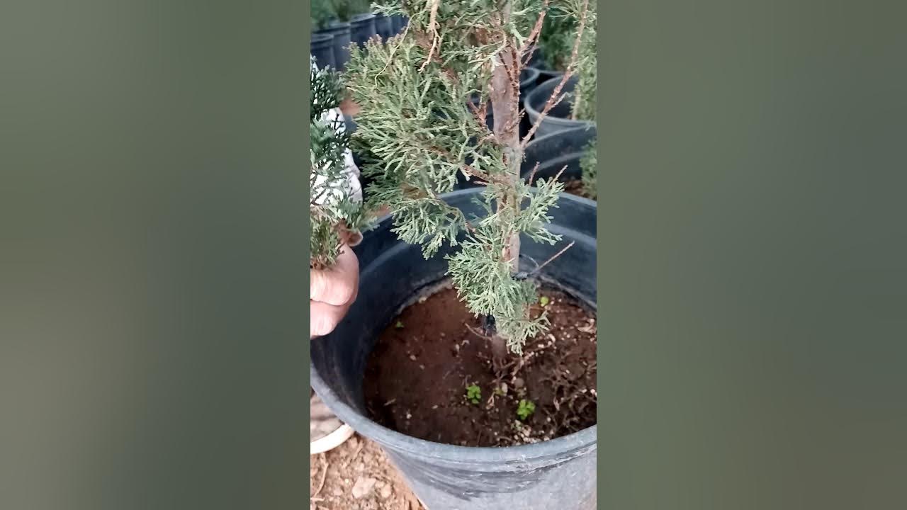 زراعة شجرة السرو العمودي أو الإيطالي والطريقه الصحيحه لاكثارها - YouTube