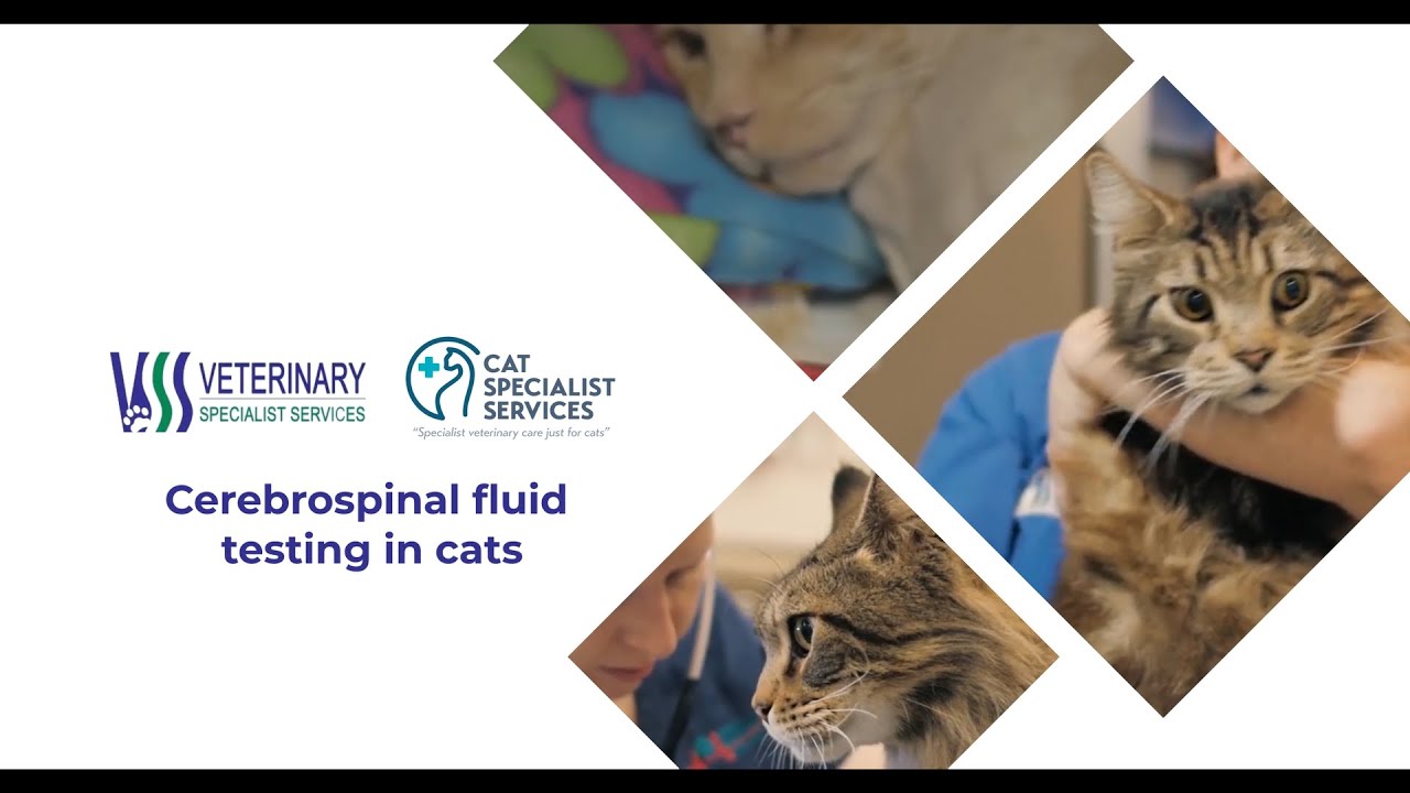 Cerebrospinal fluid testing in cats - YouTube