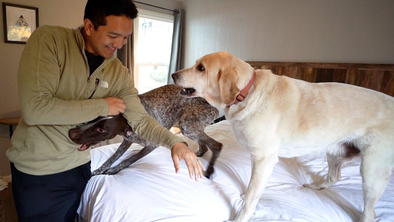 Labrador tries to referee a wrestling match - YouTube