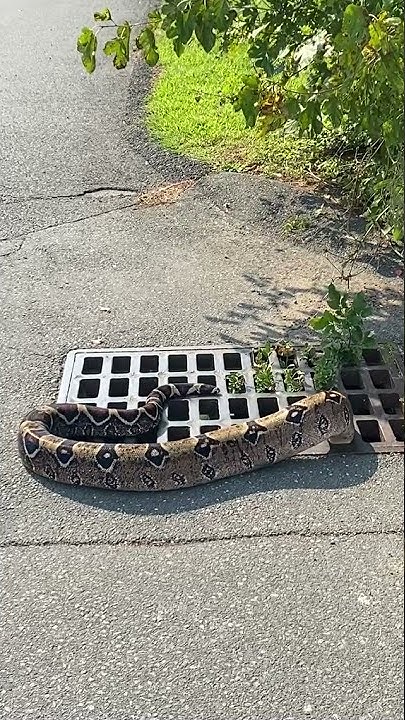 Loose Pet Boa Constrictor Slithers Into New York Drain - YouTube