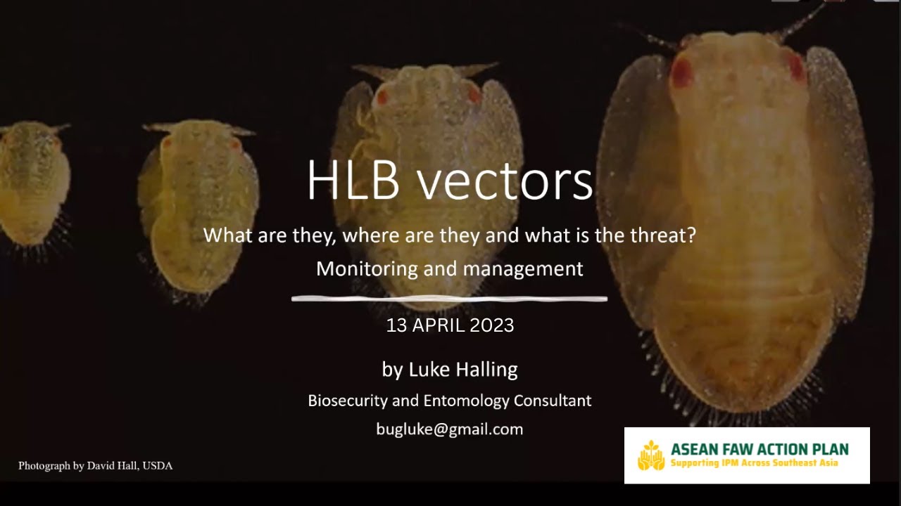 An Introduction to Huanglongbing (HLB) Vectors - YouTube