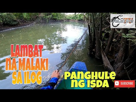 SALAMBAW FISHING.or net trap - YouTube