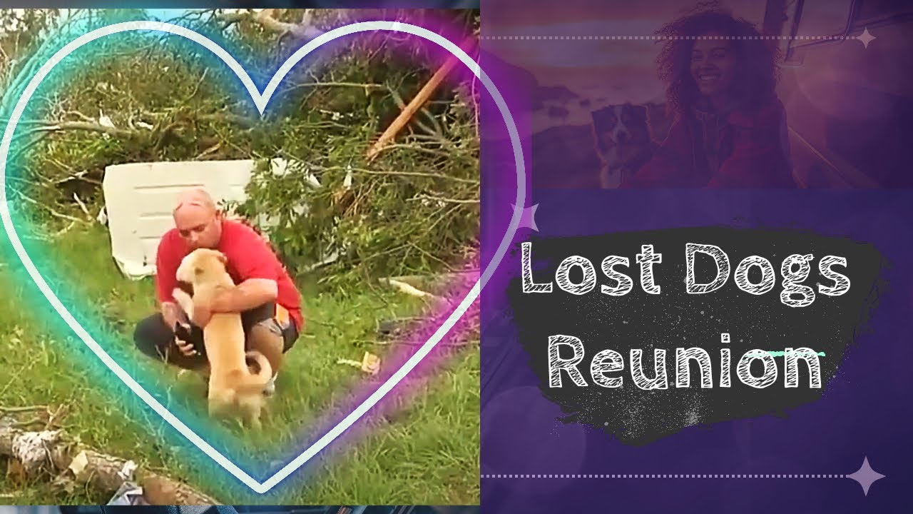 Lost Dogs 🐶 Return to Loving Homes 🏡 ️ 🐾 🐾 - YouTube